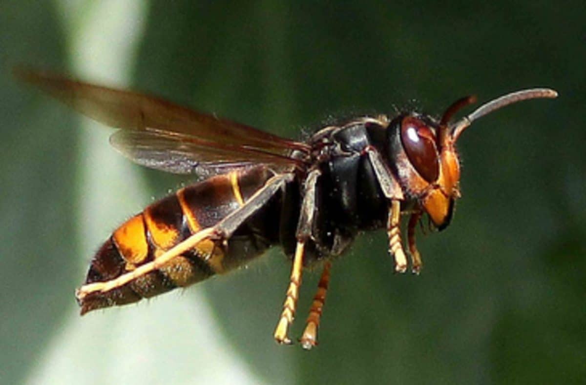 Comprendre le comportement et le cycle de vie de la Guepe Noire ...