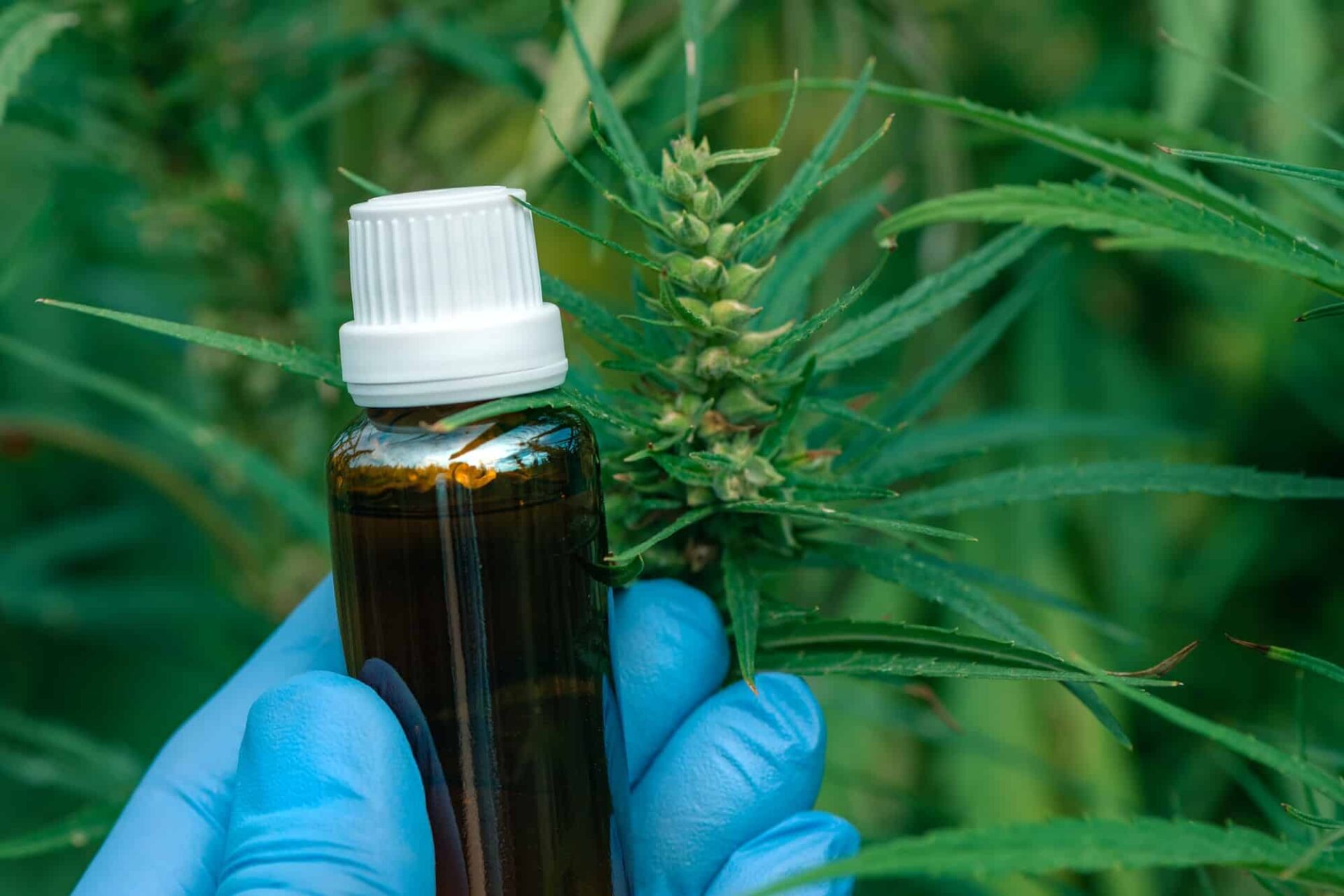 CBD : des vertus thérapeutiques miracles